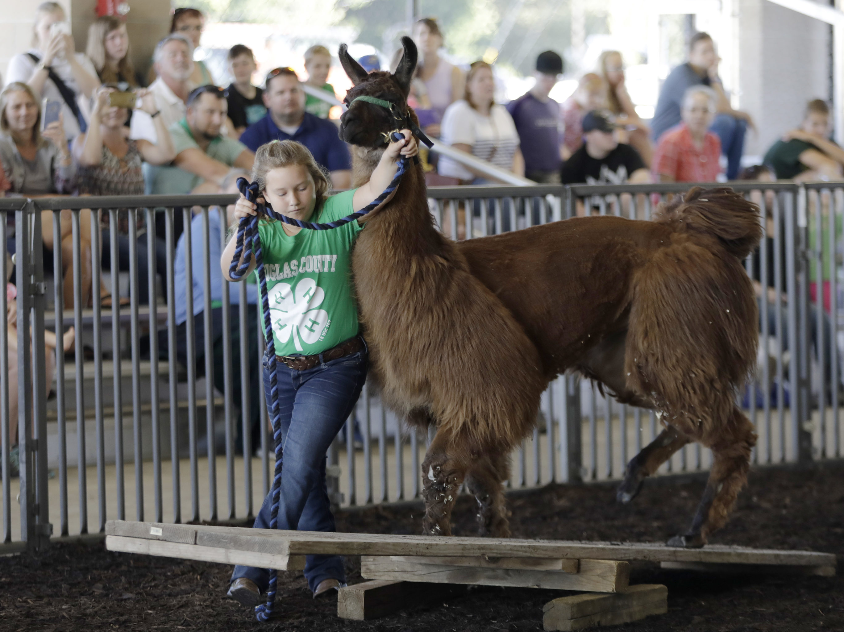 Photo gallery: Llama show at the Douglas County Fair | News, Sports ...